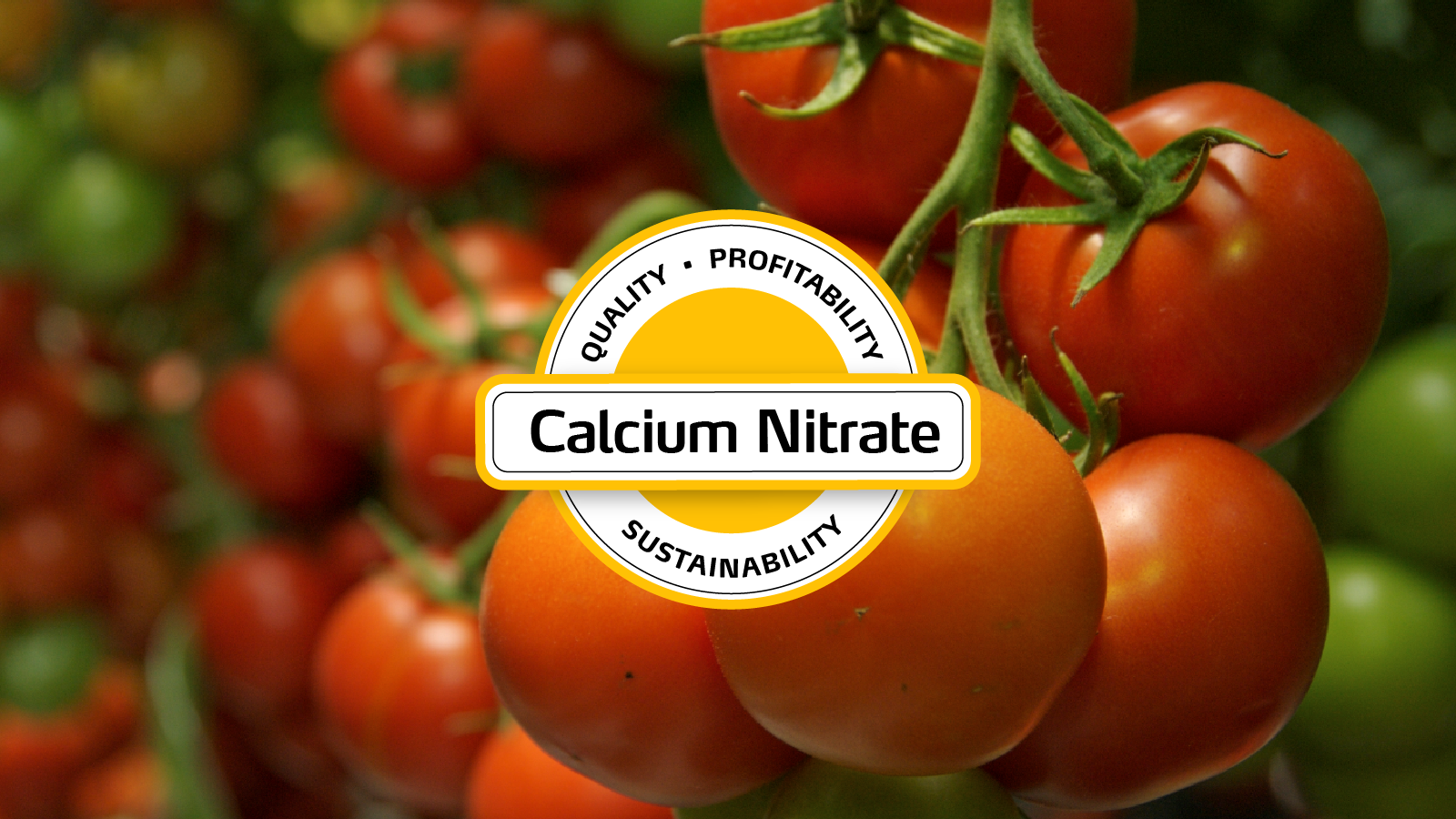 Calcium Nitrate for Fruits and Vegetables | Yara United States
