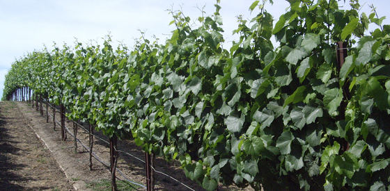 Grapevine Nutrition: Balancing Yield and Quality | Yara United States