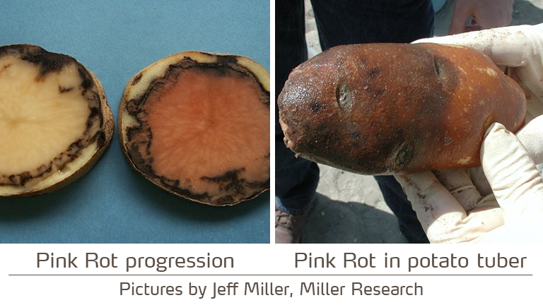 Calcium Nitrate Can Help Reduce Pink Rot in Potatoes | Yara United States