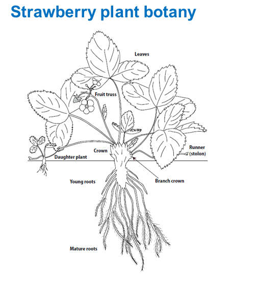 Strawberry Stolon